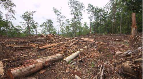 Rampant Deforestation in Dadu Allegedly Pushes Region Toward ...